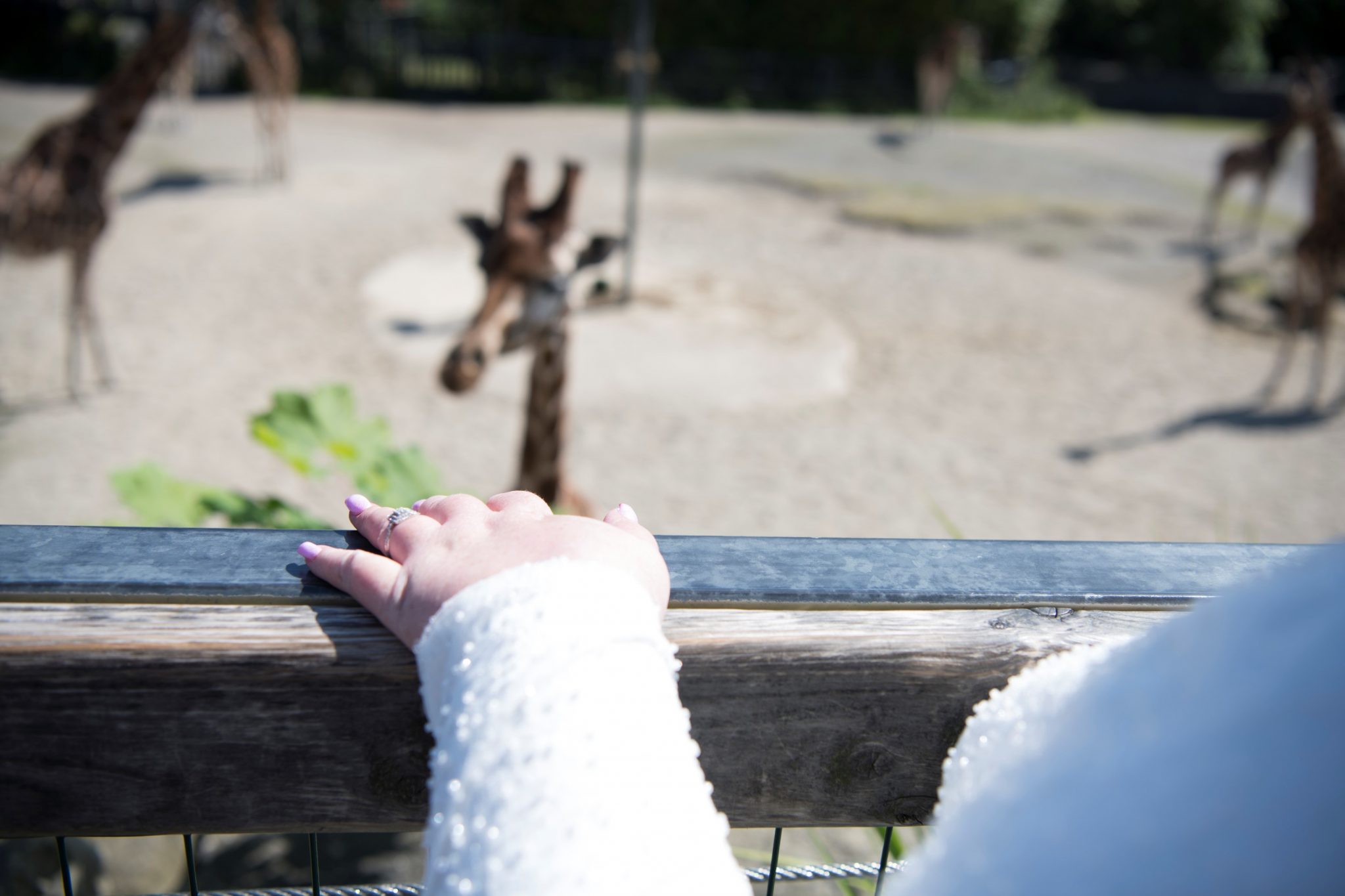 Quirky Zoo Wedding with a Harry Potter twist! ⋆ Unconventional Wedding