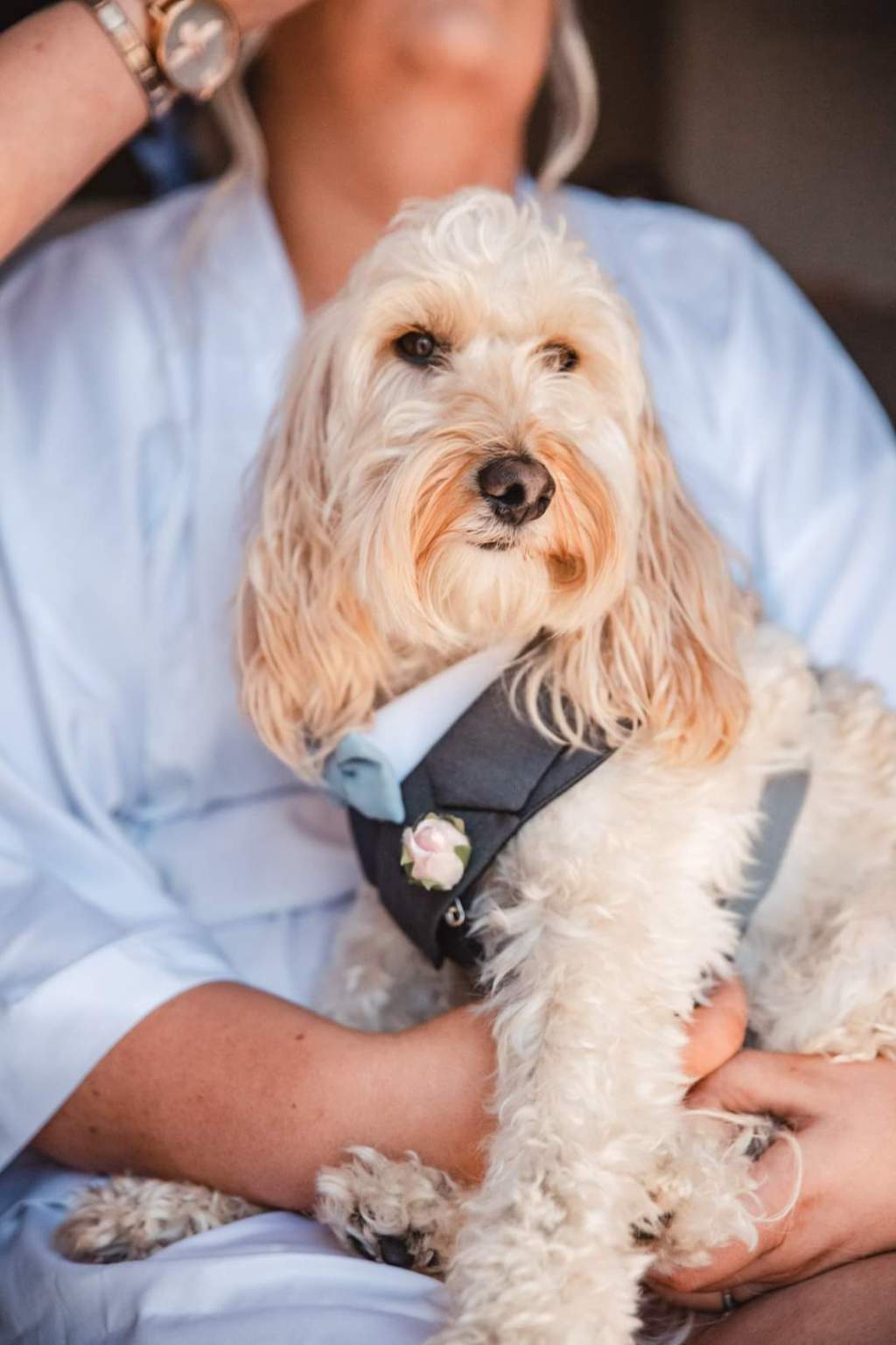 Dogs at Weddings - How to include your Dog in your Wedding Day ⋆