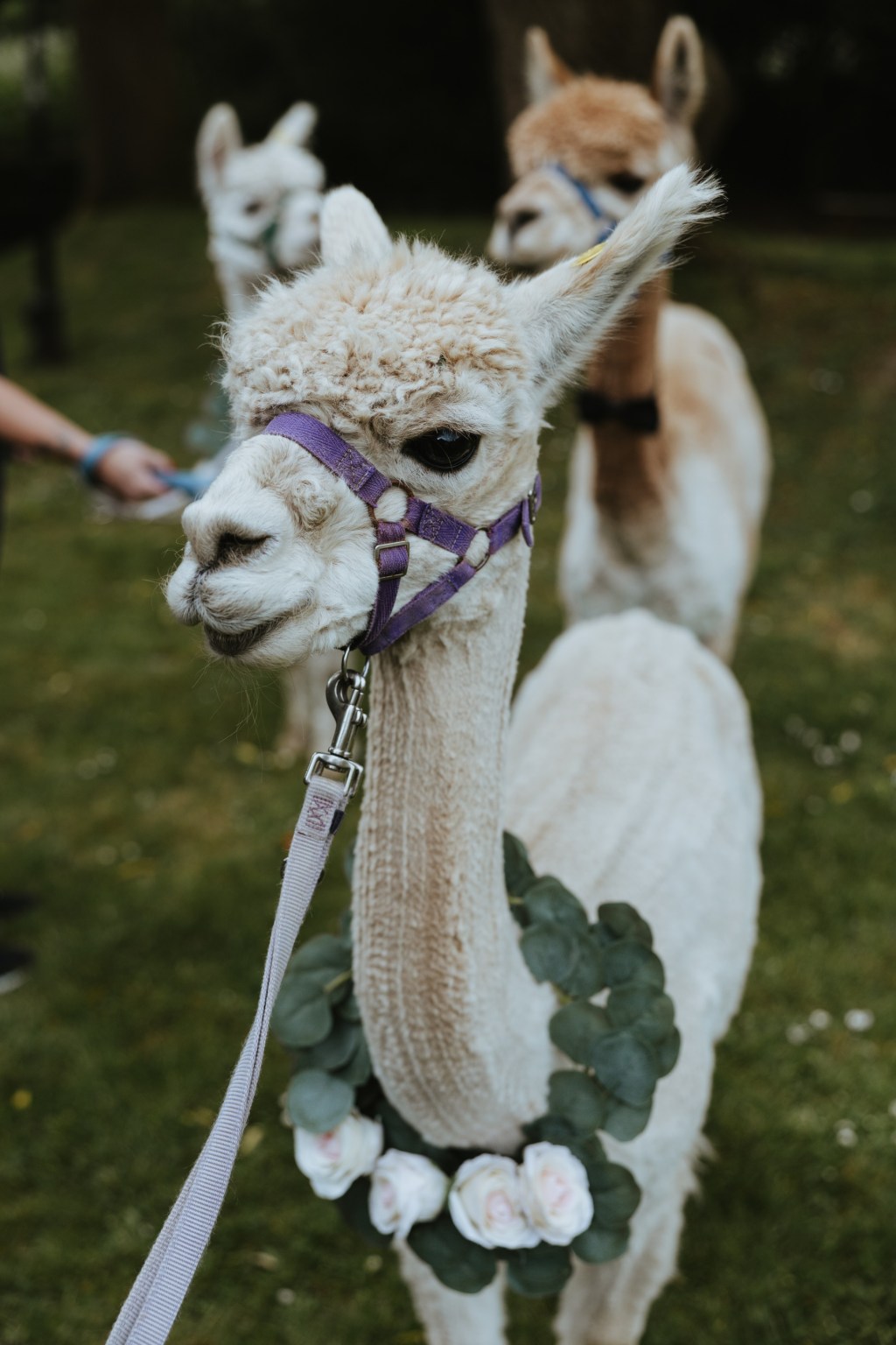 Gary & Rachel's Alpaca Wedding ⋆ Colourful Wedding Ideas